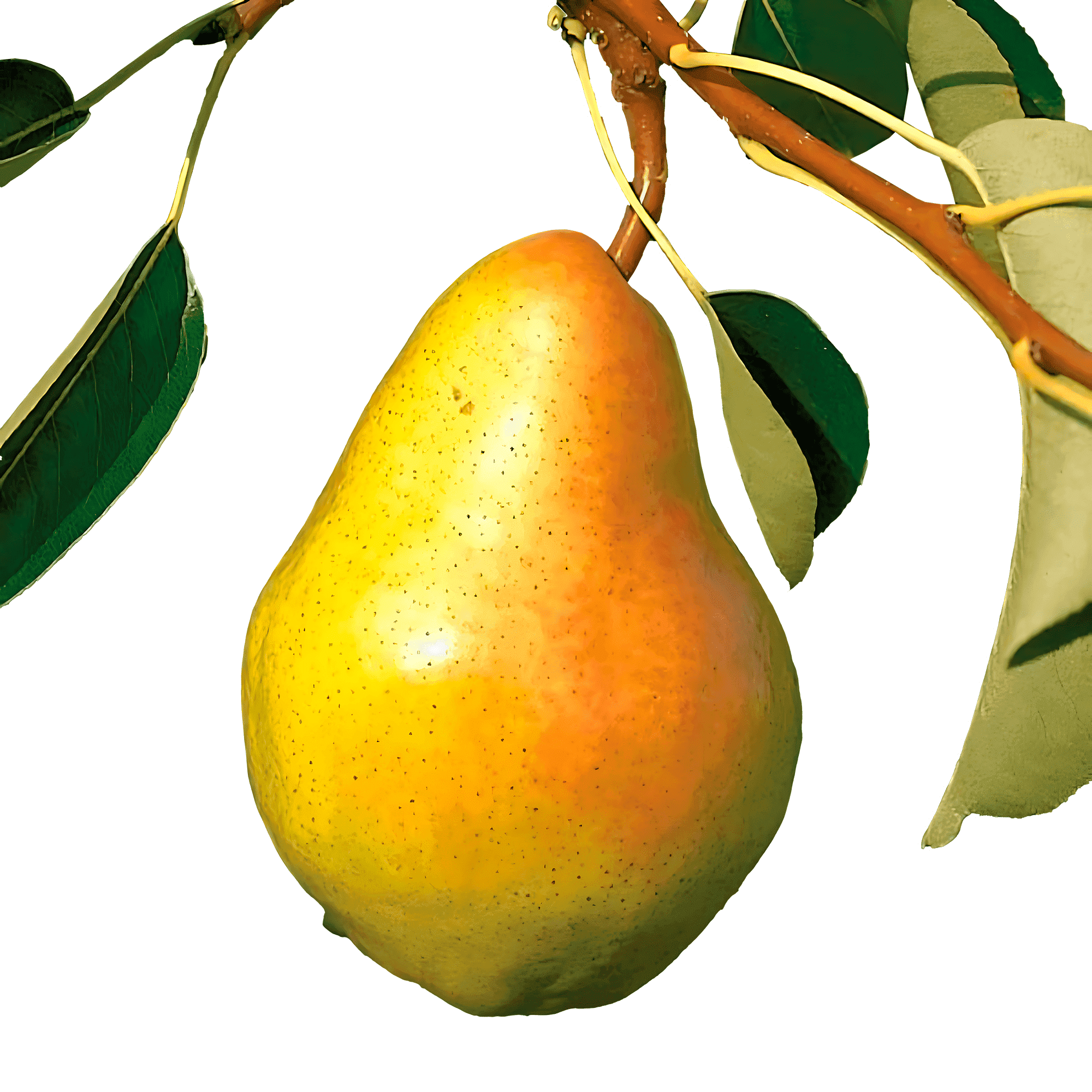 Bartlett Pear Tree – Sweet Juicy Fruit, High-Yielding and Easy to Grow ...