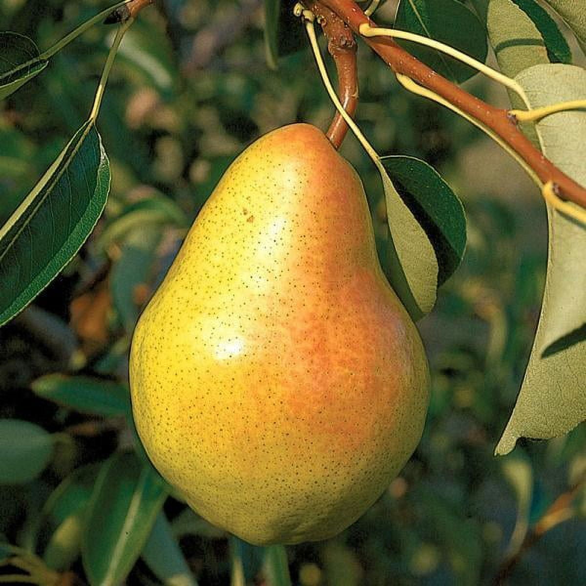 Bartlett Pear Tree | The Bartlett Pear Tree produces large, yellowish ...