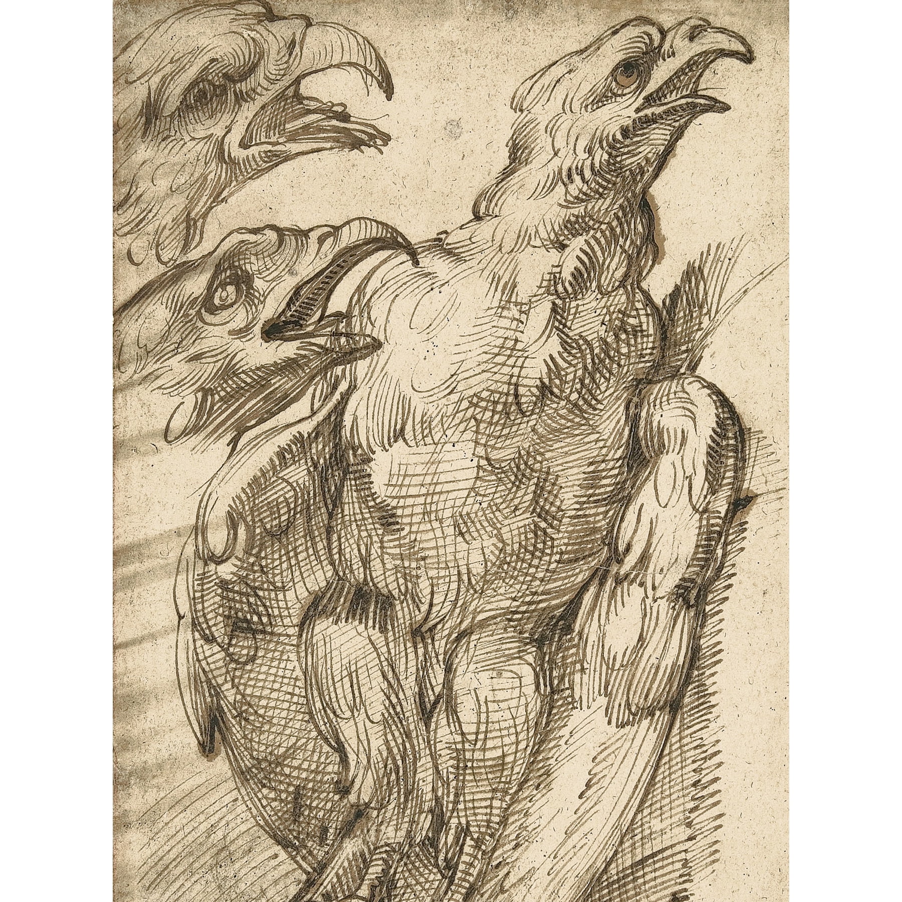 Bartolomeo Passerotti Study Of An Eagle Extra Large Art Print Wall ...