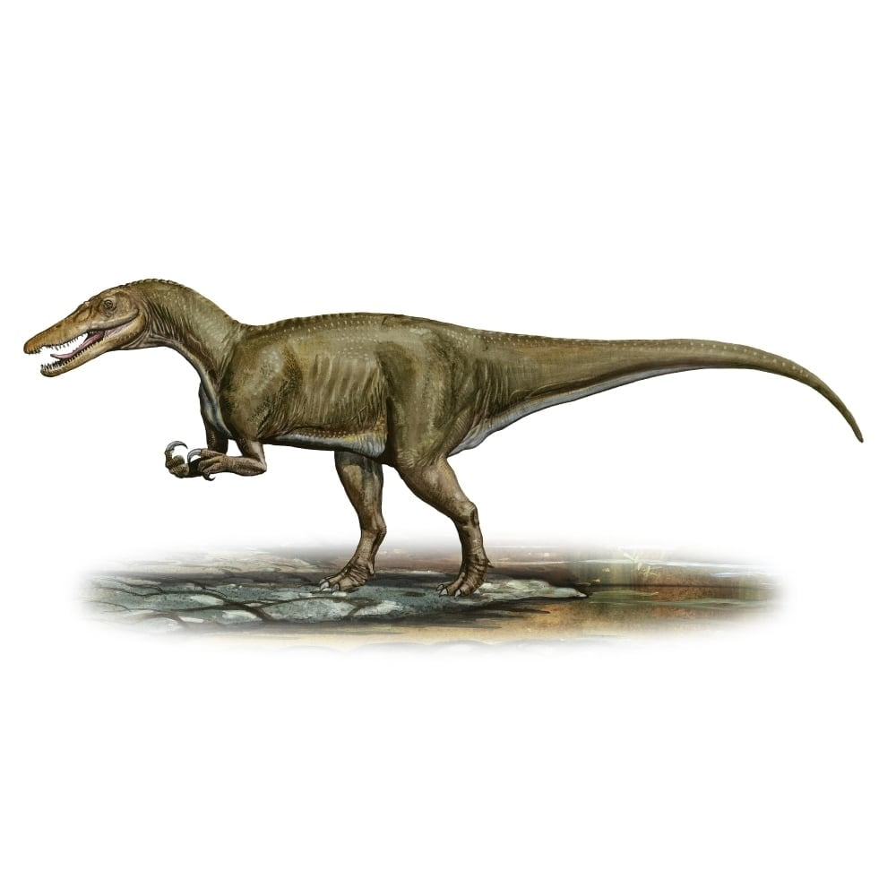 Baryonyx walkeri a prehistoric era dinosaur Poster Print - Walmart.com