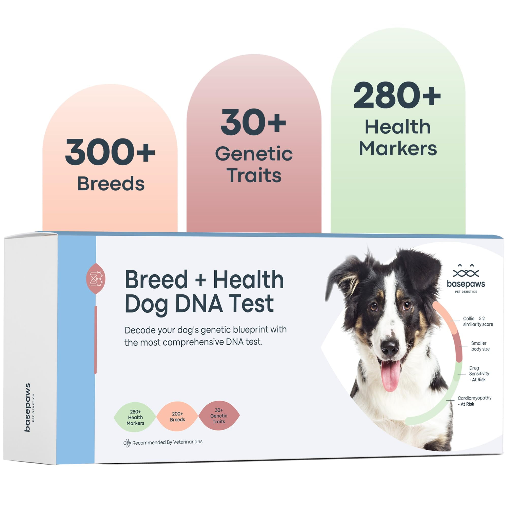 Basepaws Dog DNA Testing TSF6 Kit - 300+ Breeds, 280+ Health Risks, and ...