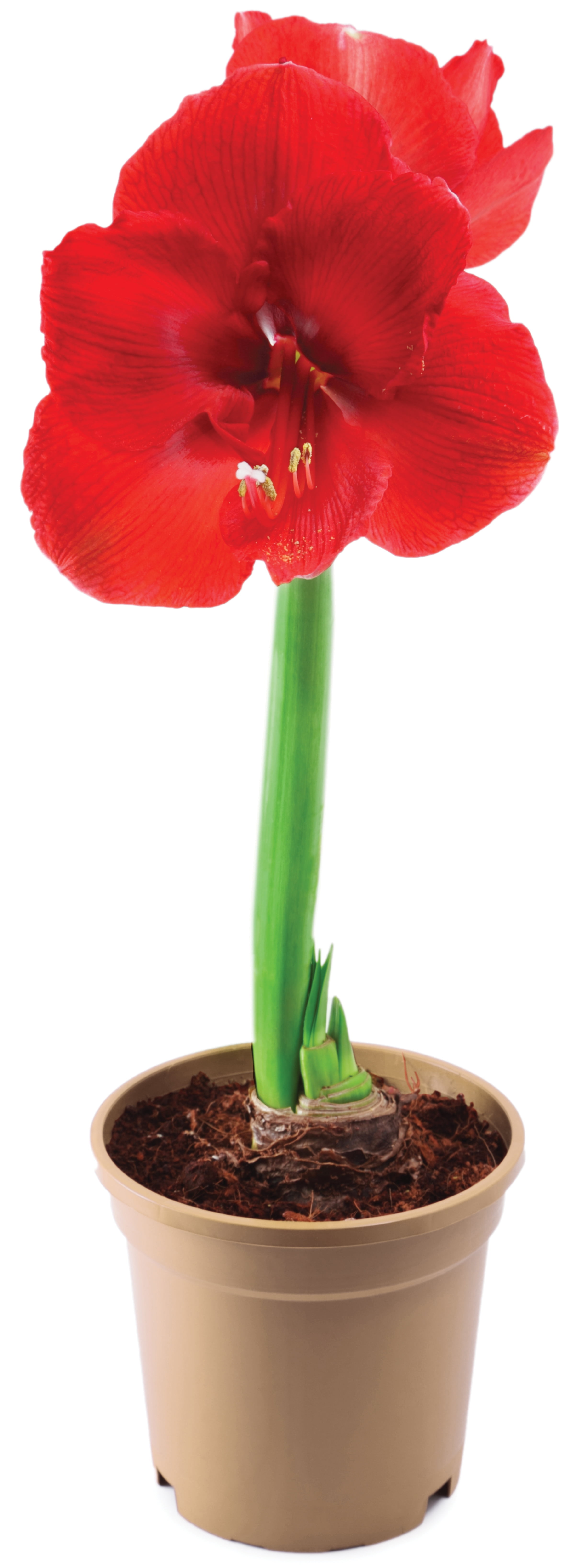 DeGroot Amaryllis Red Lion Kit, Stunning Holiday Blooms, Easy to Grow ...