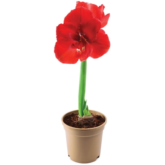 DeGroot Amaryllis Red Lion Kit, Stunning Holiday Blooms, Easy to Grow ...