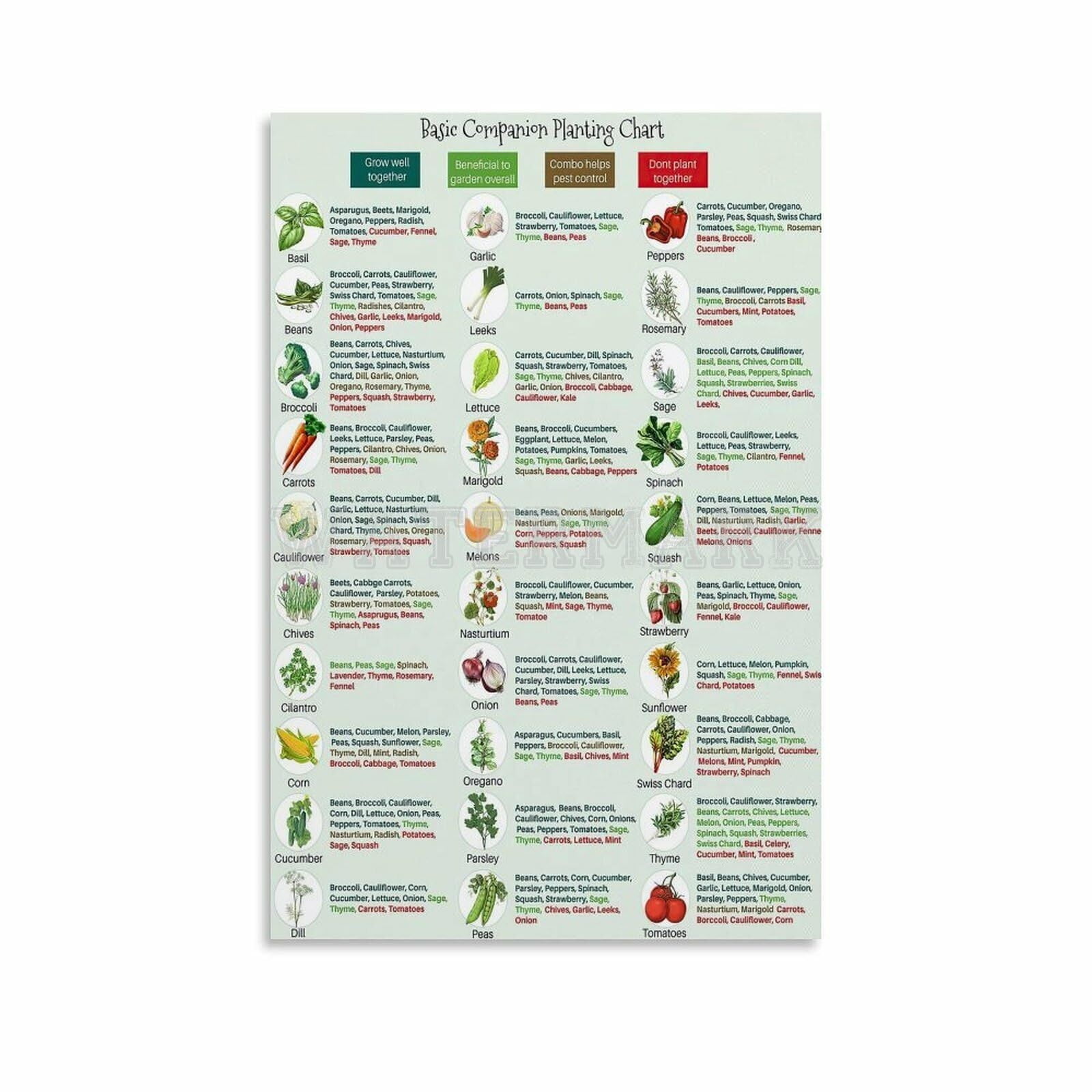 Basic Companion Planting Chart Poster,Garden Planting Types Reference ...