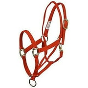 Halter Training