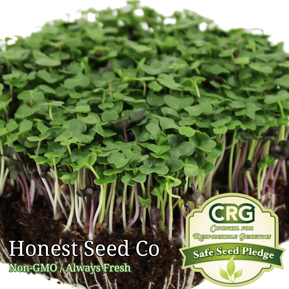 Basic Salad Mix Microgreen Seeds | Non-GMO | Fresh BULK Garden Seeds ...
