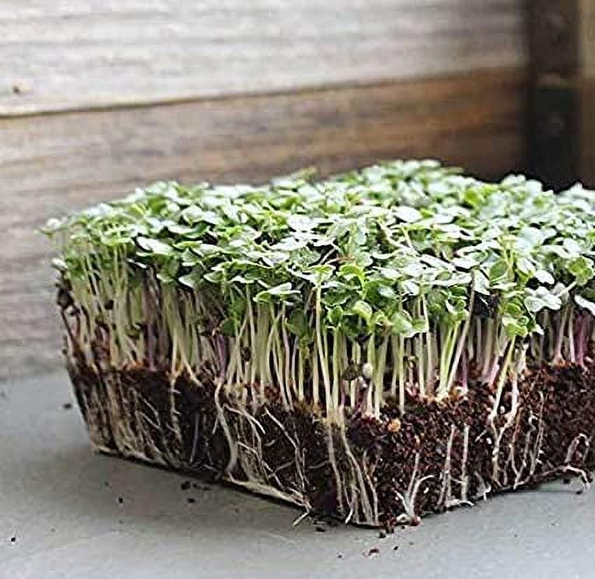 "Basic Salad Mix" Microgreens Seeds for Planting, 300+ Heirloom Seeds ...