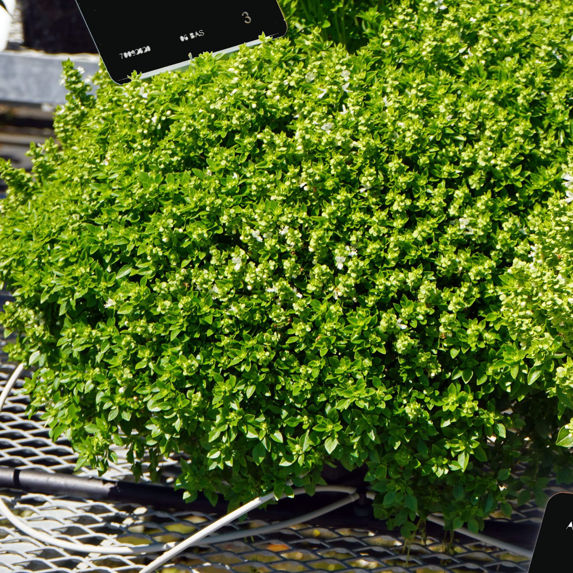 Basil 'Aristotle' SeedsTRDN Aromatic Leaves Culinary Uses Container ...