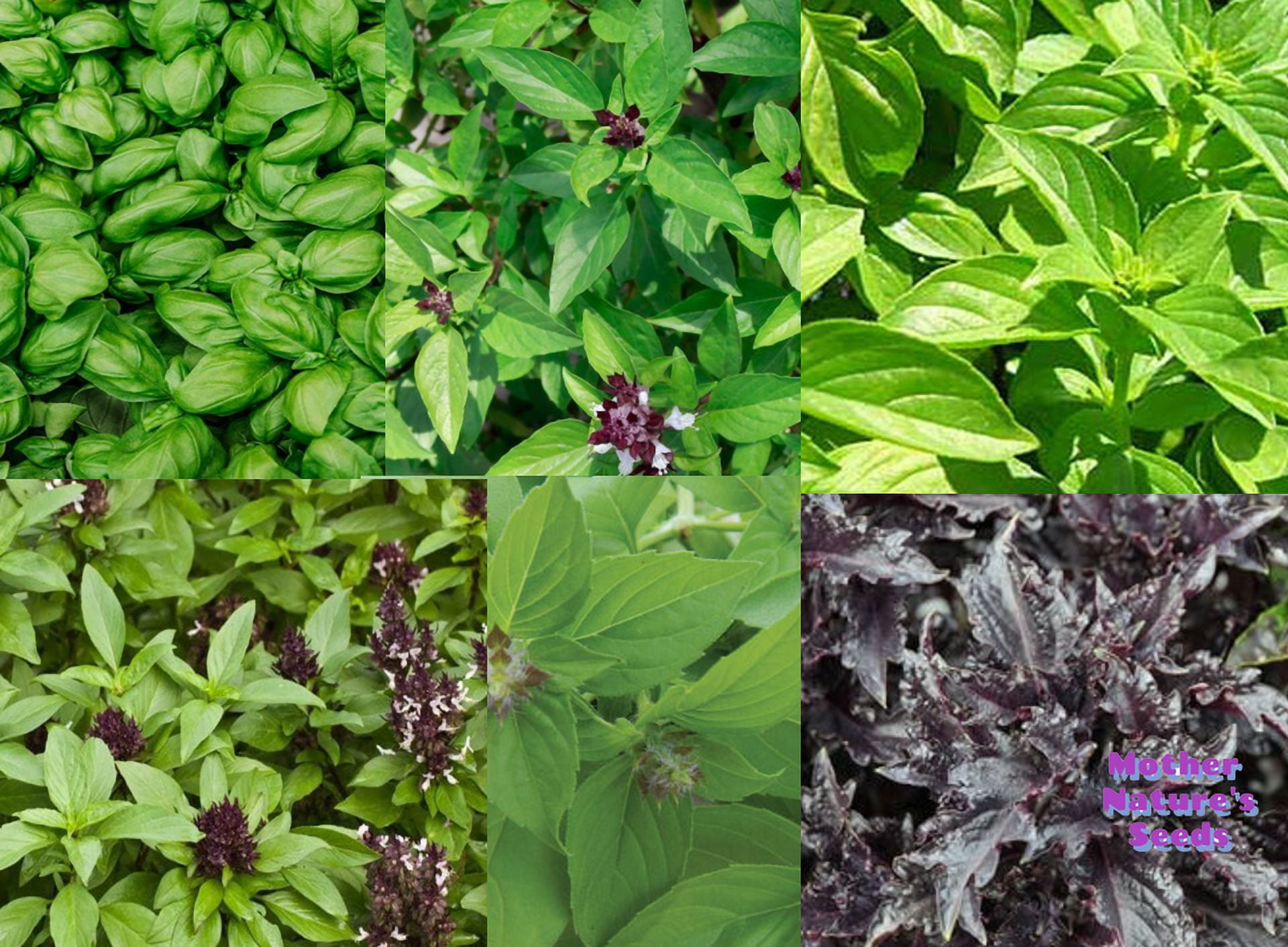 Basil CHERYL'S CHEFS BLEND 200 Seeds - Mother Nature's Seeds ...