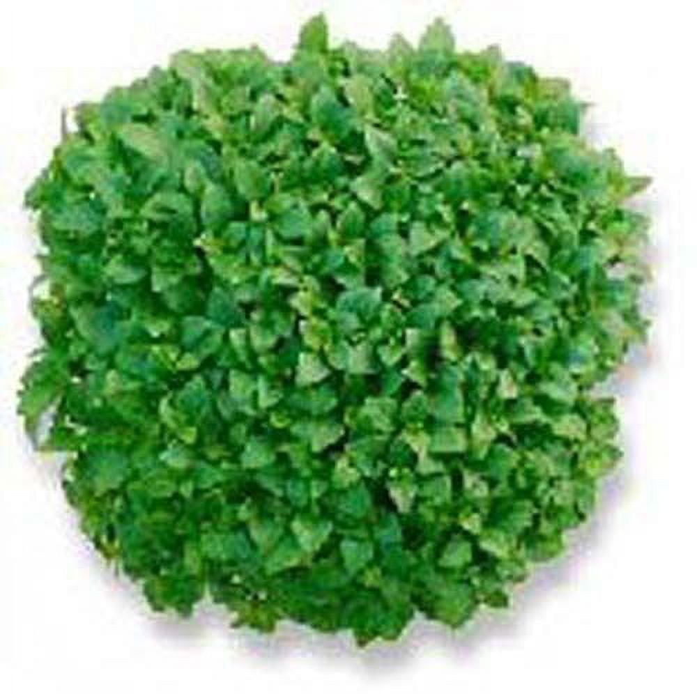 Seed Kingdom 100 Basil Dwarf Greek Plant Seeds, Great for Containers ...