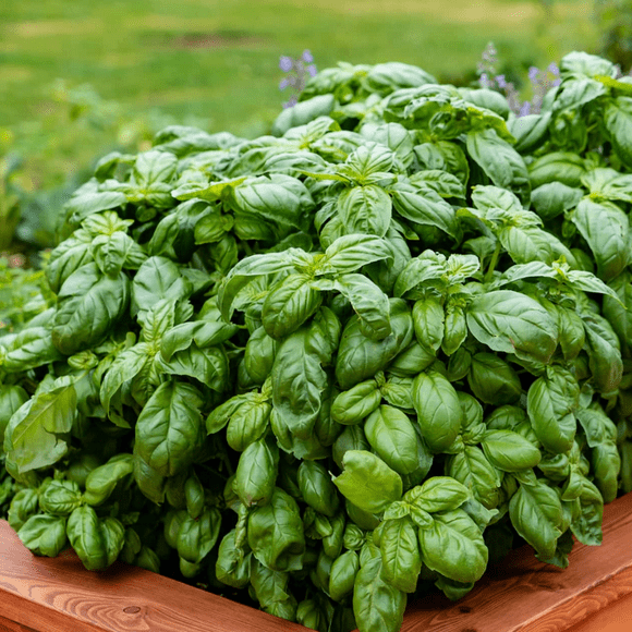Basil Plants in Herb Plants - Walmart.com