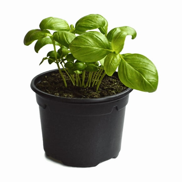 Basil Plants in Herb Plants - Walmart.com