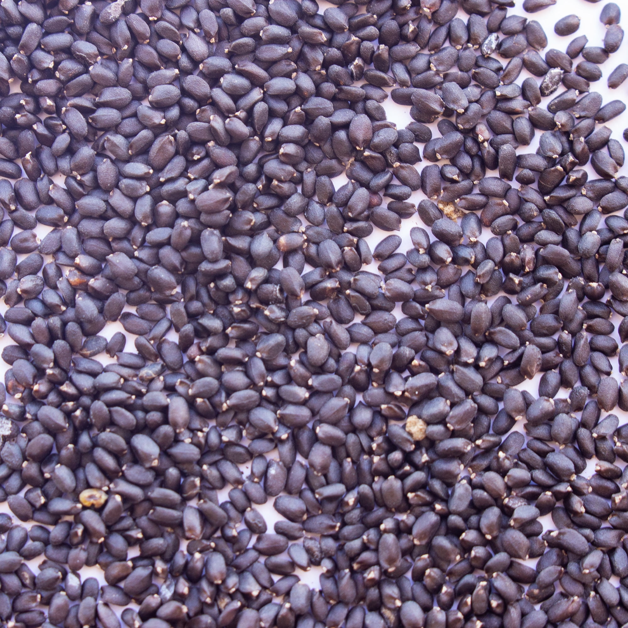 Basil Microgreens Seed Mix - 4 Oz ~68,000 Seeds - Ultimate Blend of ...