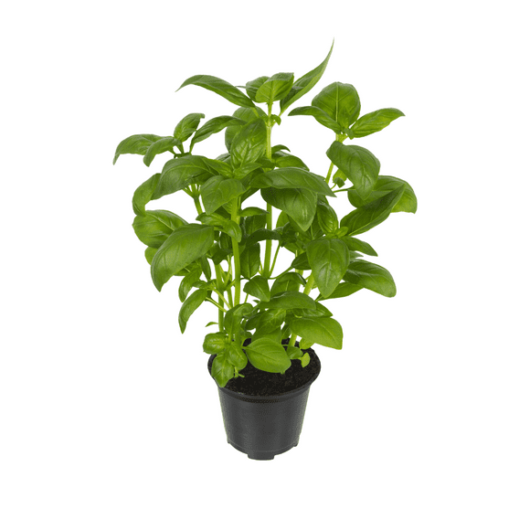 Basil Plants in Herb Plants - Walmart.com