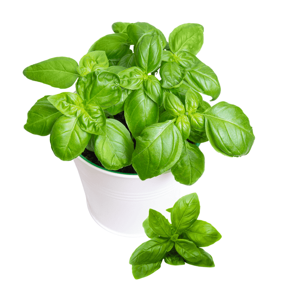 Basil Plants in Herb Plants - Walmart.com