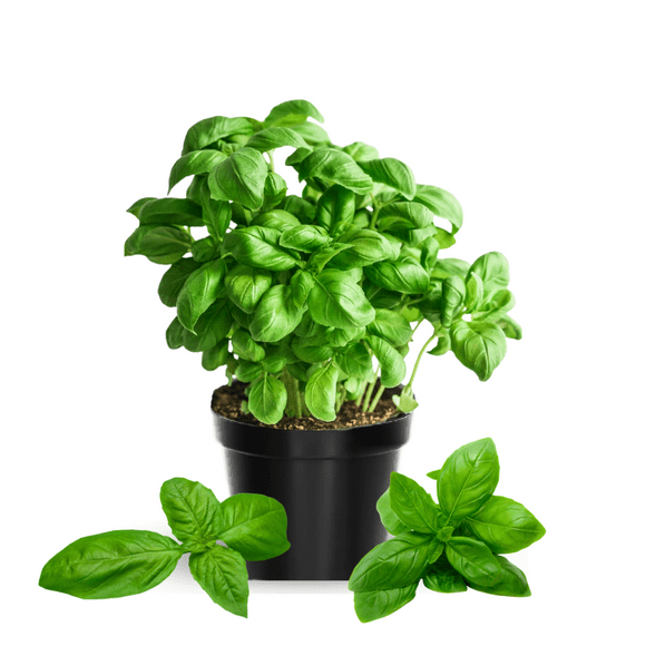 Basil Plants in Herb Plants - Walmart.com