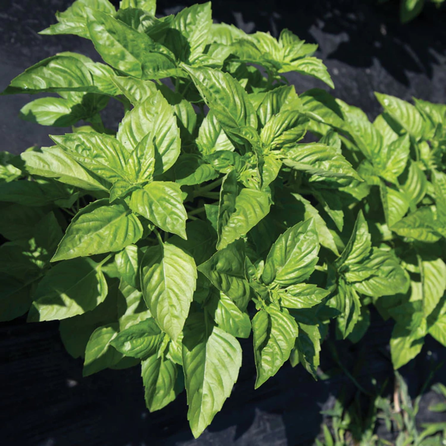 Basil Rutgers Passion DMR Seed - Walmart.com