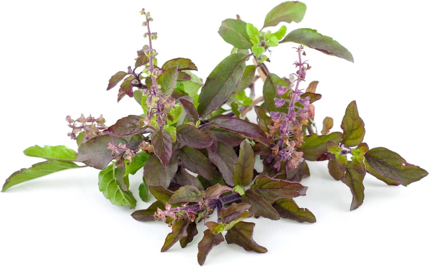 Basil Seeds - Red Leaf Holy Basil - 1 Oz ~24000 Seeds - Non-GMO ...
