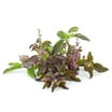 Non-GMO Thai Basil | 300+ Seeds - Walmart.com