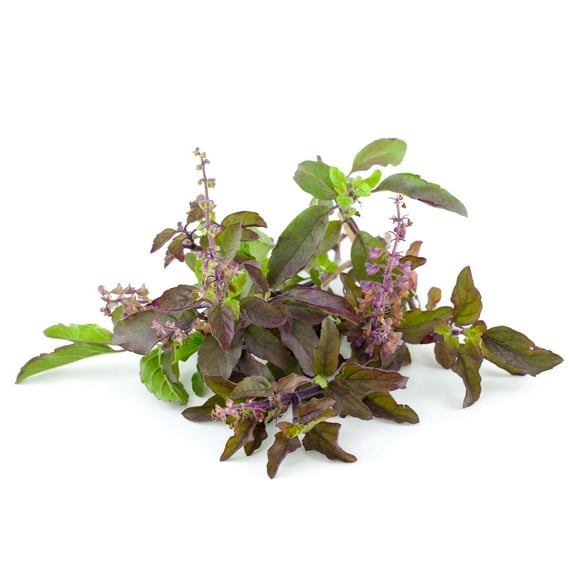 Basil Seeds in Seed Gardening - Walmart.com