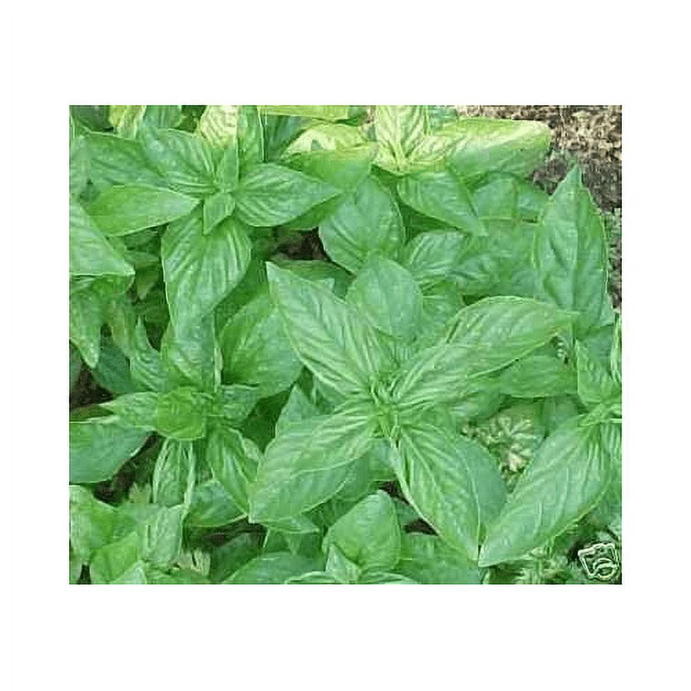 Basil Sweet Genovese Great Garden Herb Seeds by Seed Kingdom (1 OZ ...