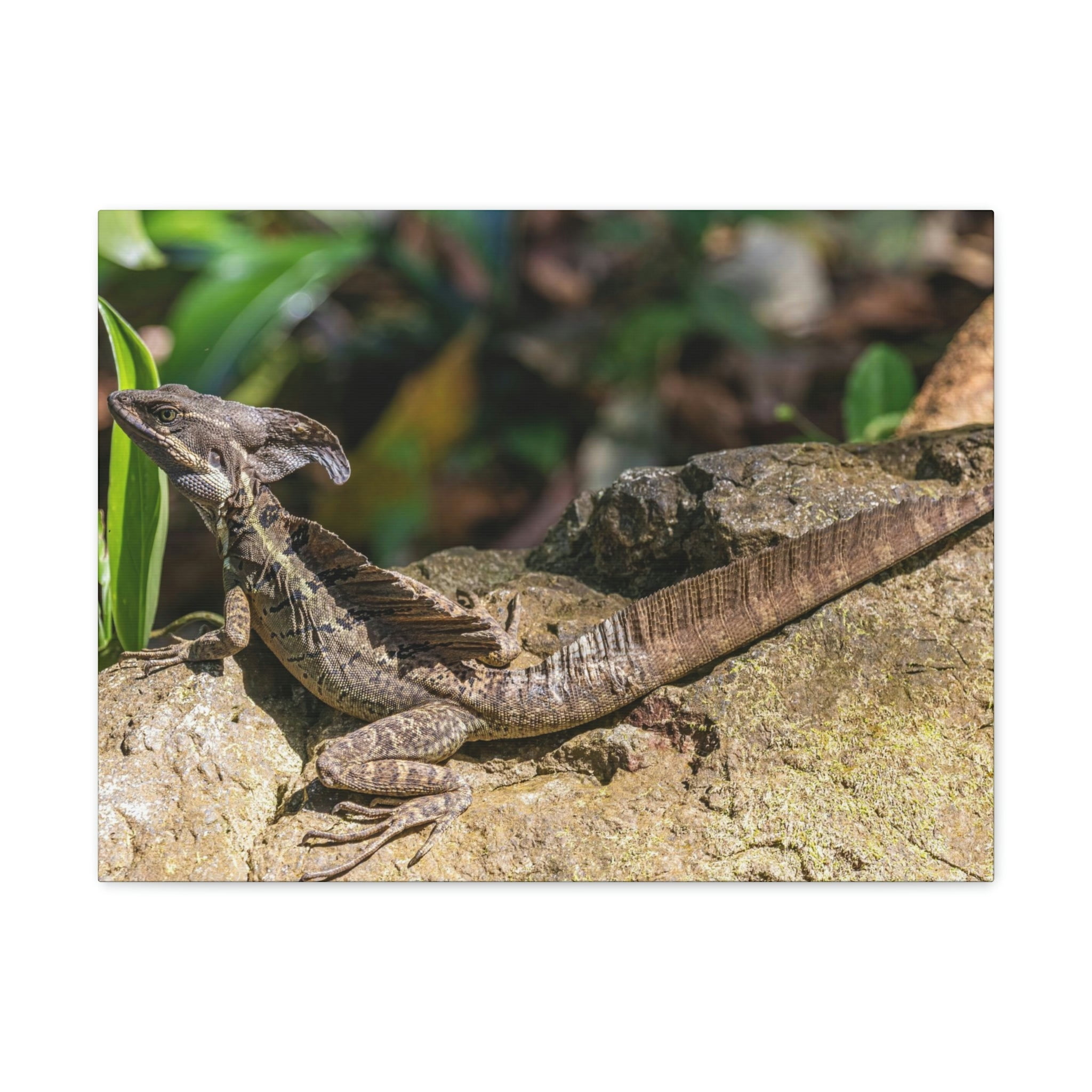 Basilisk Hunting Basilisk on Hunt Print Animal Wall Art Wildlife Canvas ...