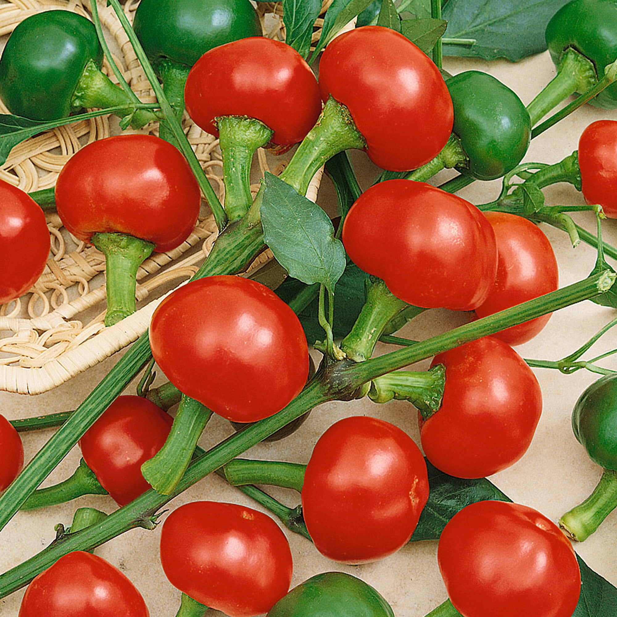 Basket Hot F1 Hybrid Hot Pepper Seeds - 300 Mg Packet ~40 Seeds - Non ...