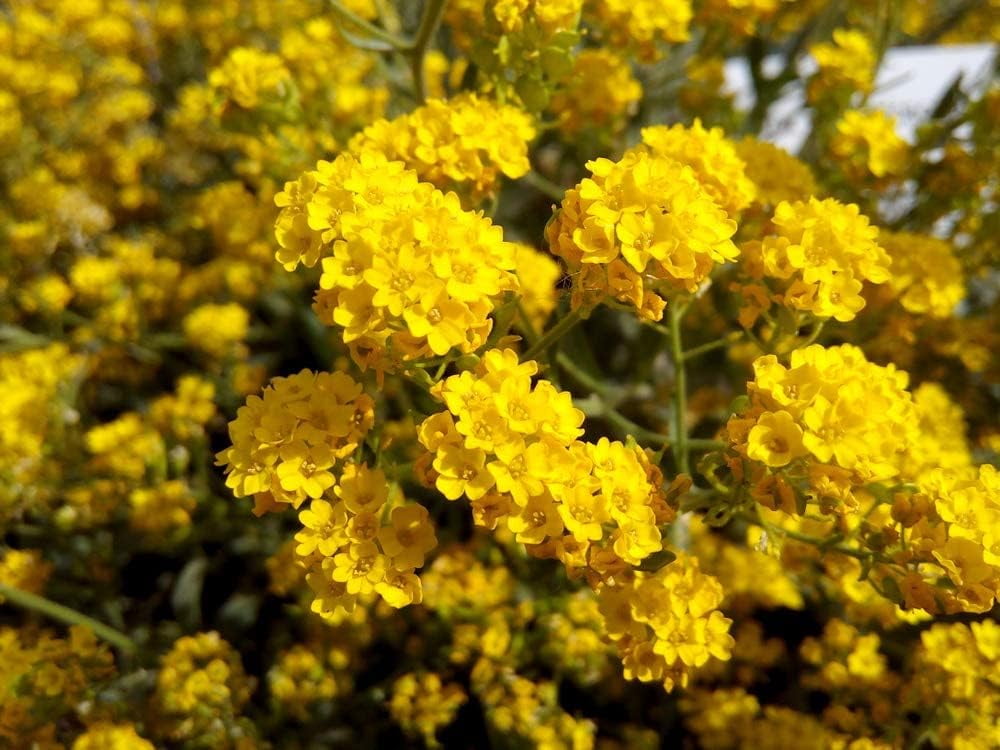 Basket of Gold, Yellow Alyssum Flower Seeds, 500 Seeds Per Packet, Isla ...