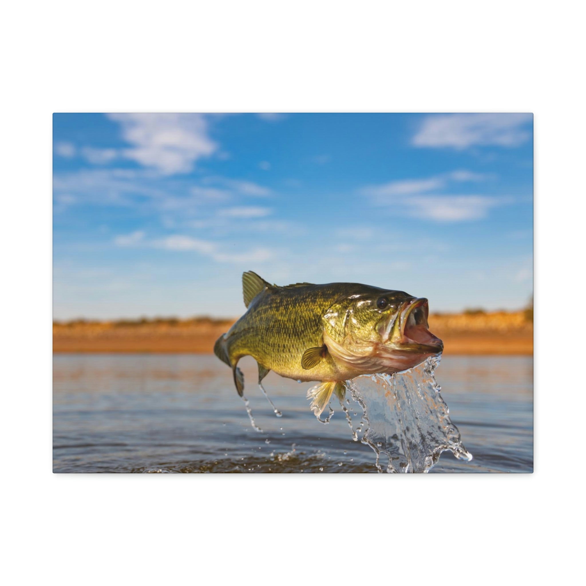 Bass Hunting Bass on Hunt Print Animal Wall Art Wildlife Canvas Prints ...