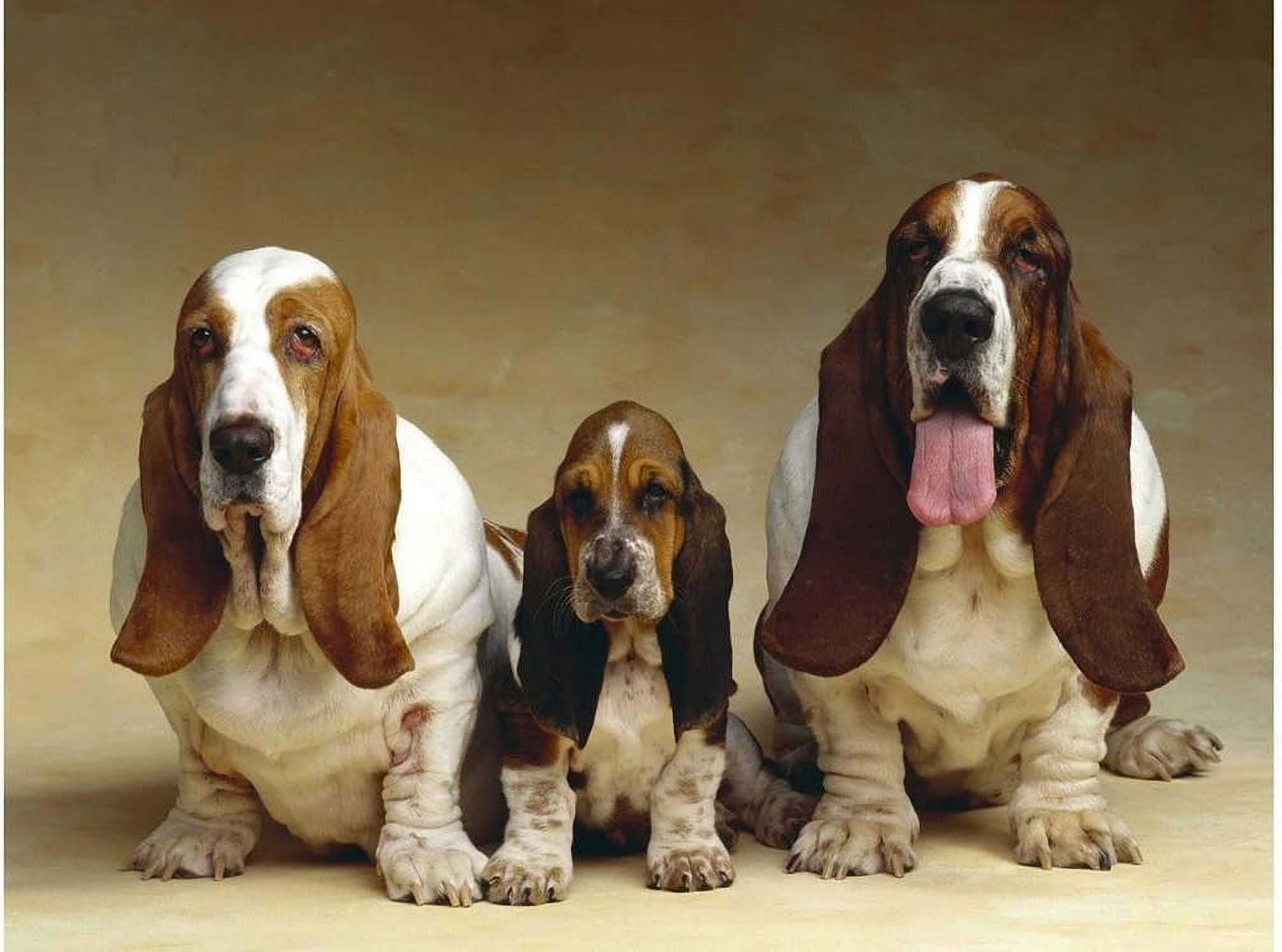 Basset Hound Three Dogs Jigsaw Puzzle 1000 Piece for Adults,Animal ...
