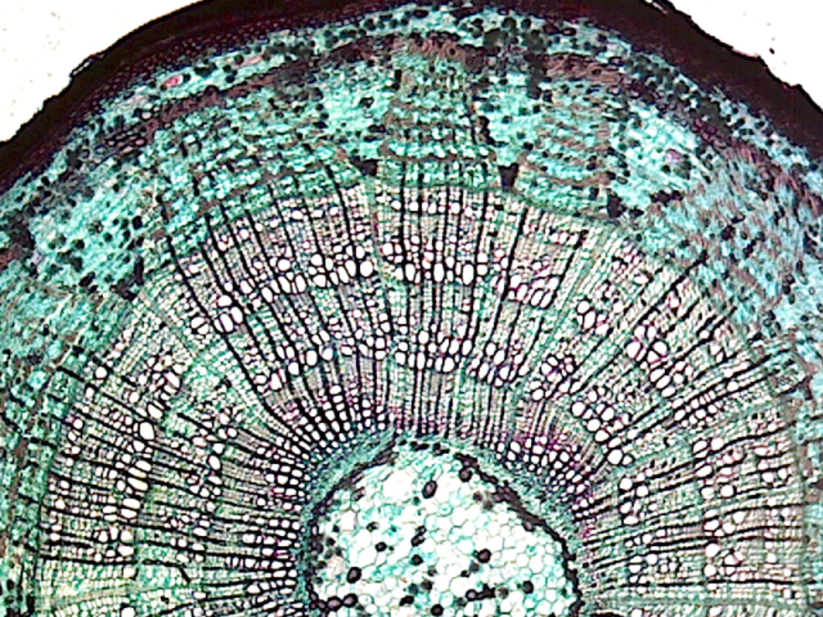 Basswood (Tilia) Three Year Old Stem; Showing Progression of Rings ...