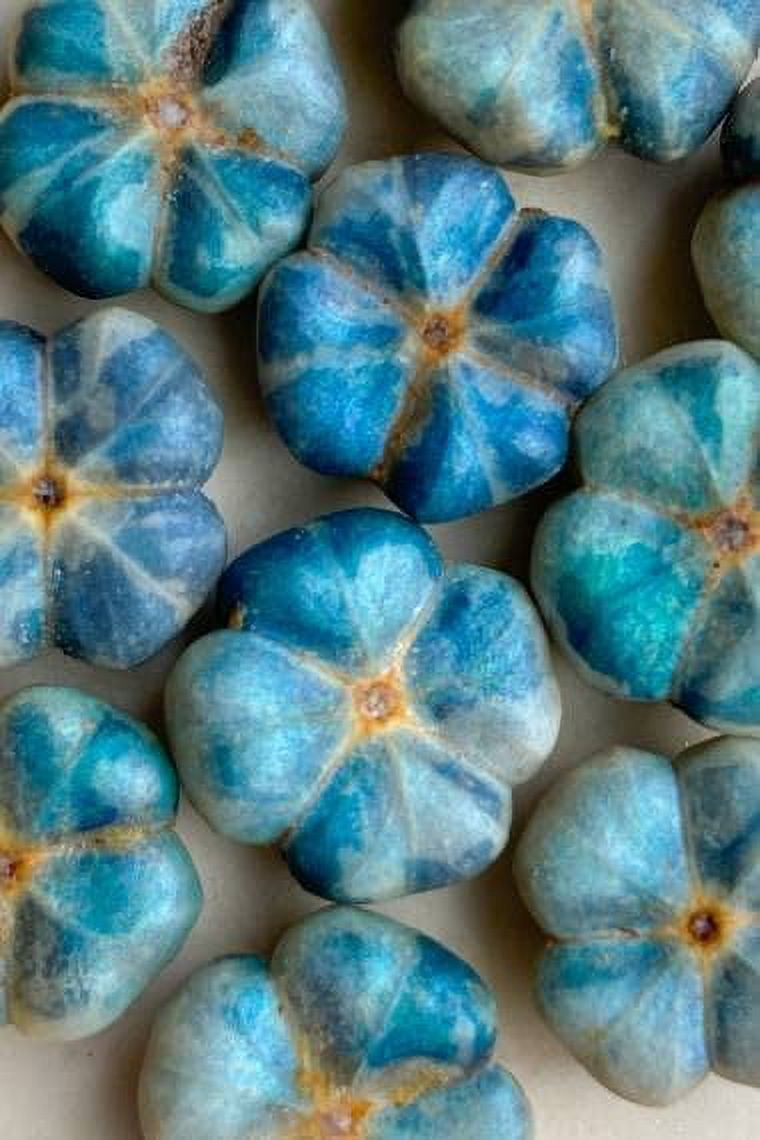 Bastard Hogberry Seeds for Planting (5 Rare Seeds) - Margaritaria ...