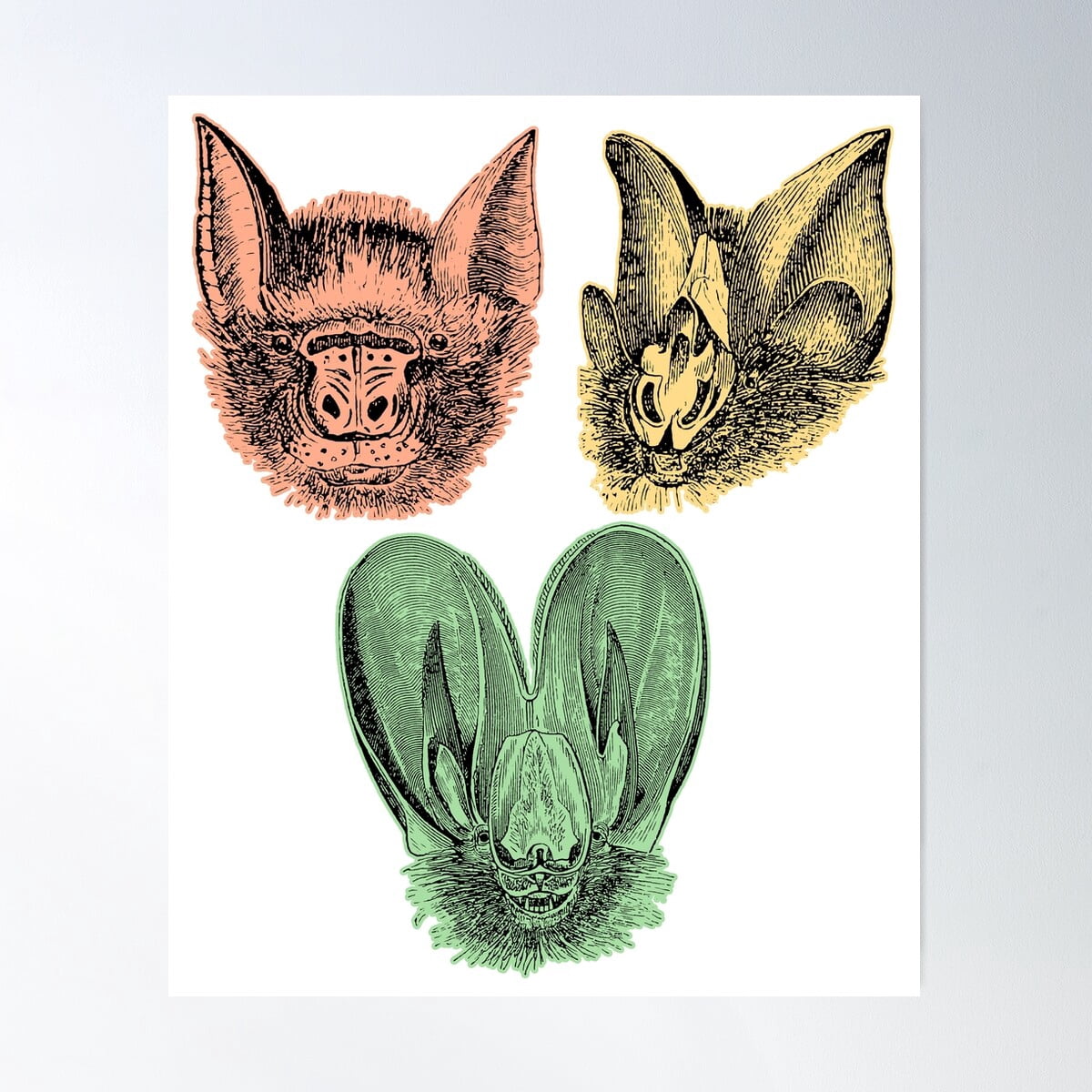 Bat Faces | Nocturnal Flying Mammal | Natural History Poster Wall Art ...