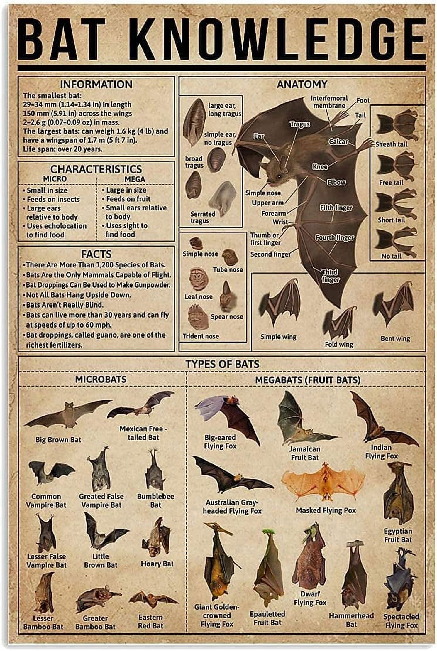 Bat Knowledge Metal Signs Wall Decor Poster Information Anatomy Type ...