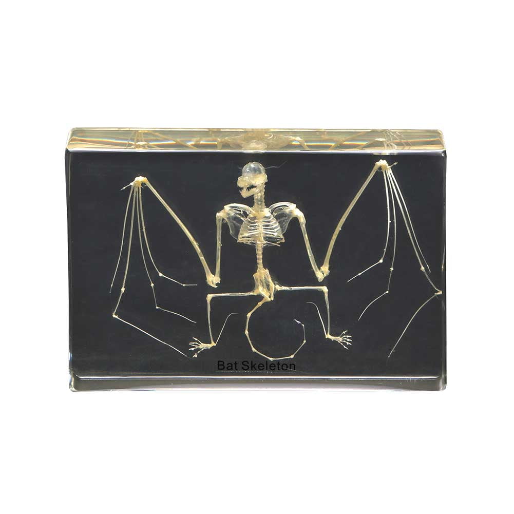 Bat Skeleton Resin Paperweight - Walmart.com