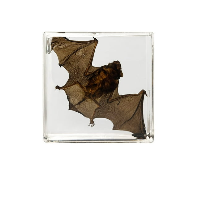 Bat Specimen- Real Bat Specimen, Encased Animal Specimen for Science ...