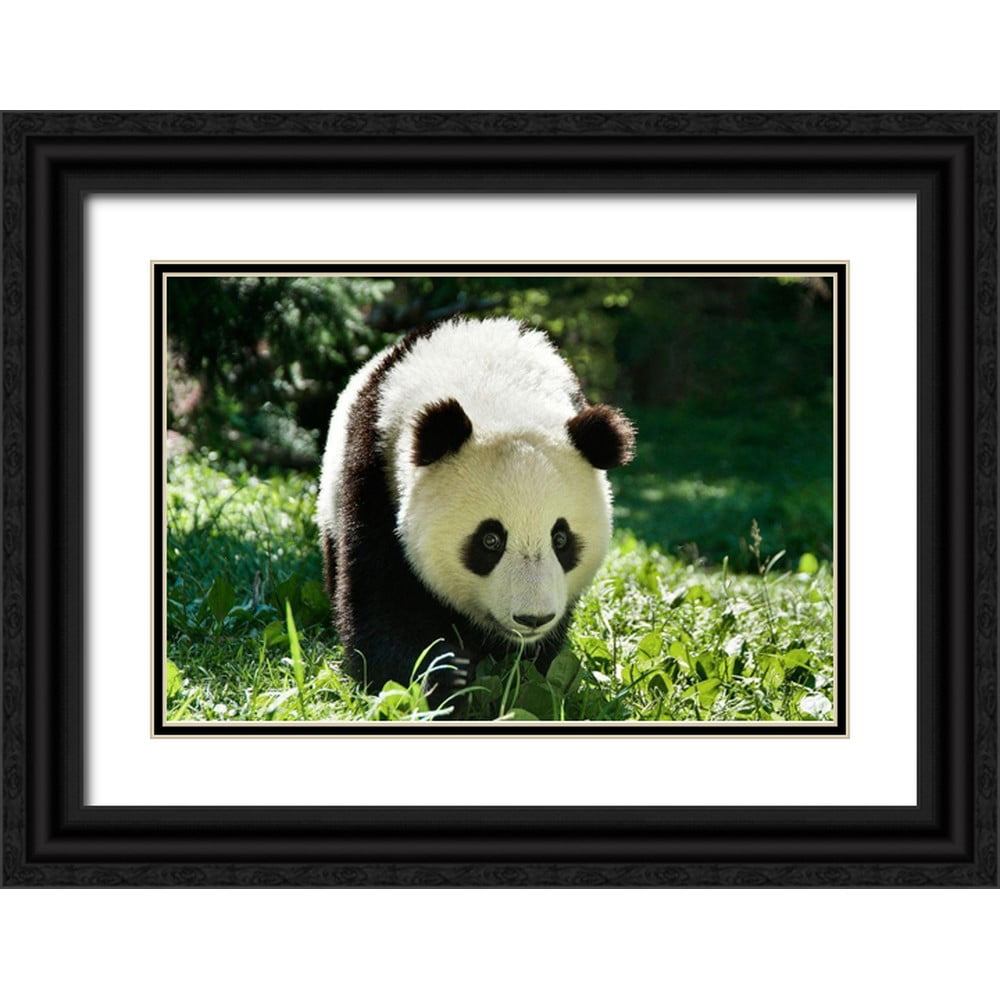 Batdorf, Ann 32x23 Black Ornate Wood Framed with Double Matting Museum ...