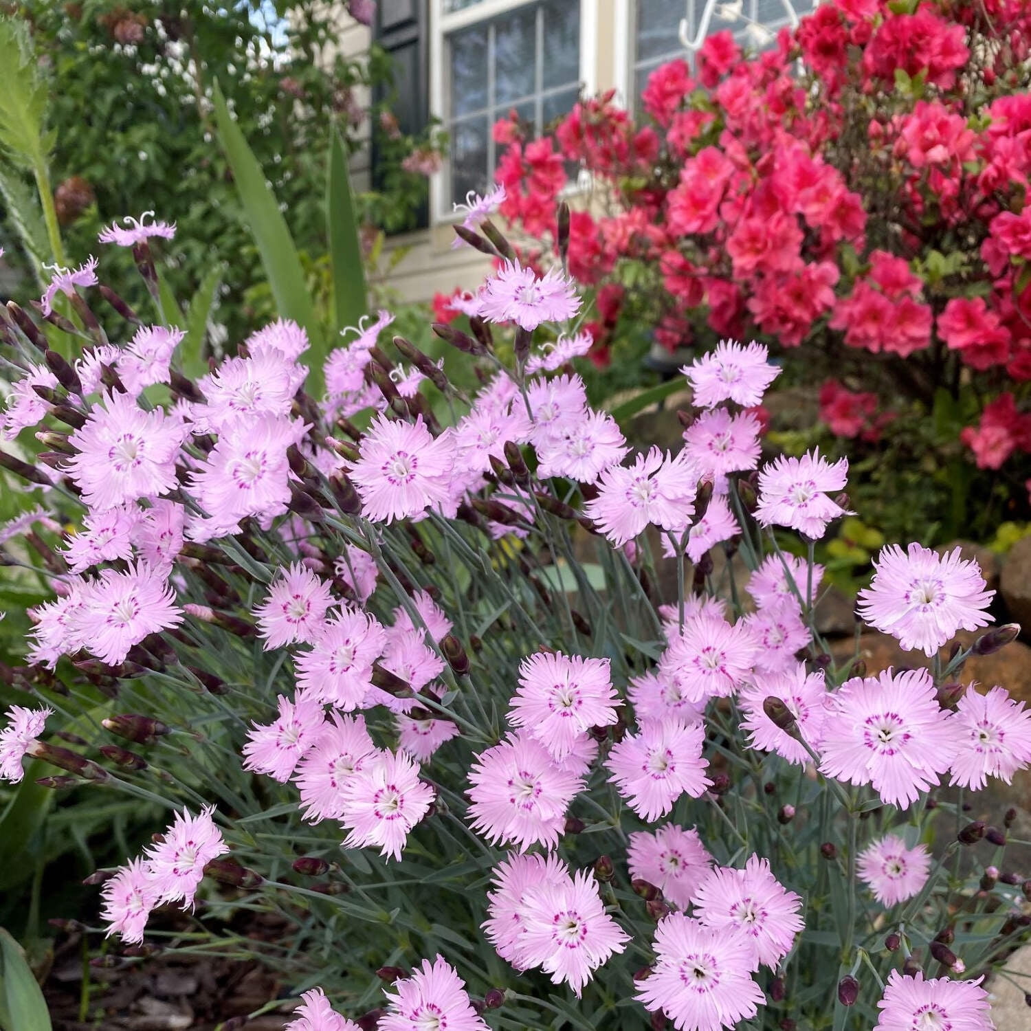 'Bath's Pink' Cheddar Pinks - Walmart.com