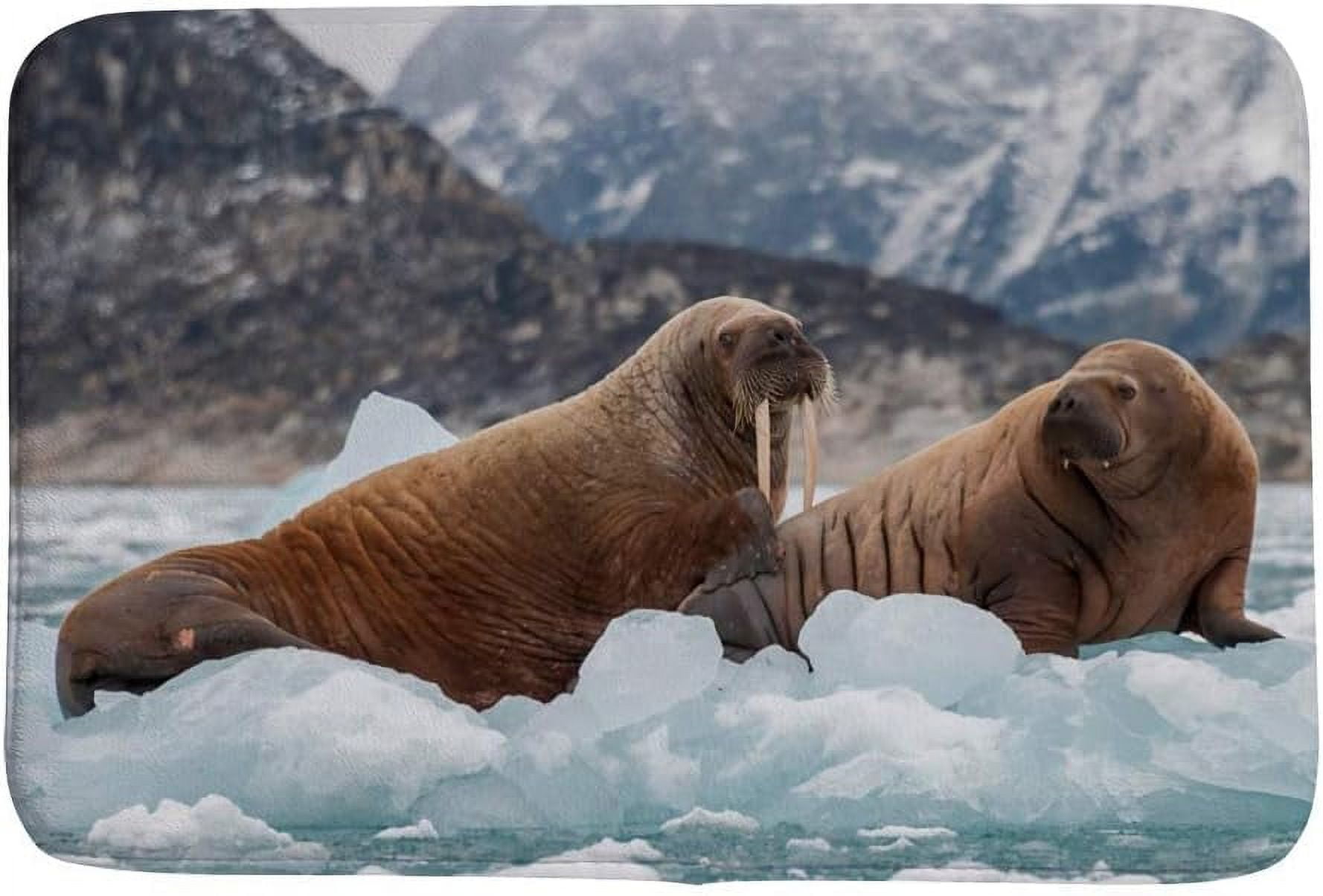 Bathroom Mat Door Rugs Floor Mat Bathroom Carpet Super Cozy Walrus and ...