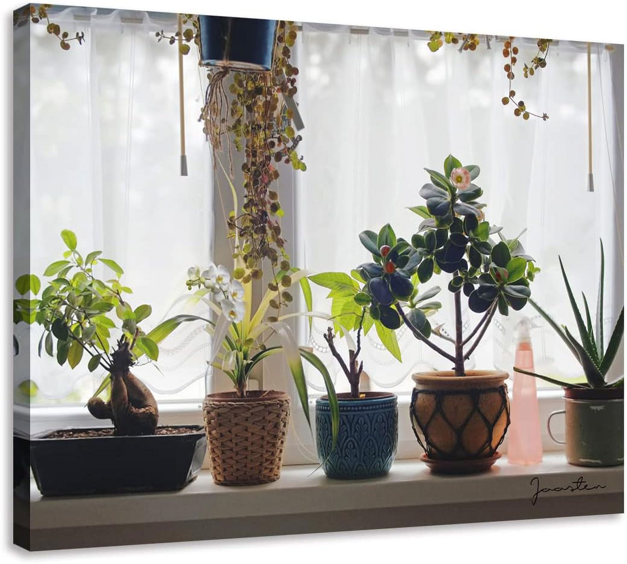 Bathroom Plants Picture Wall Art Windowsill Scenes Green Plant Photos ...