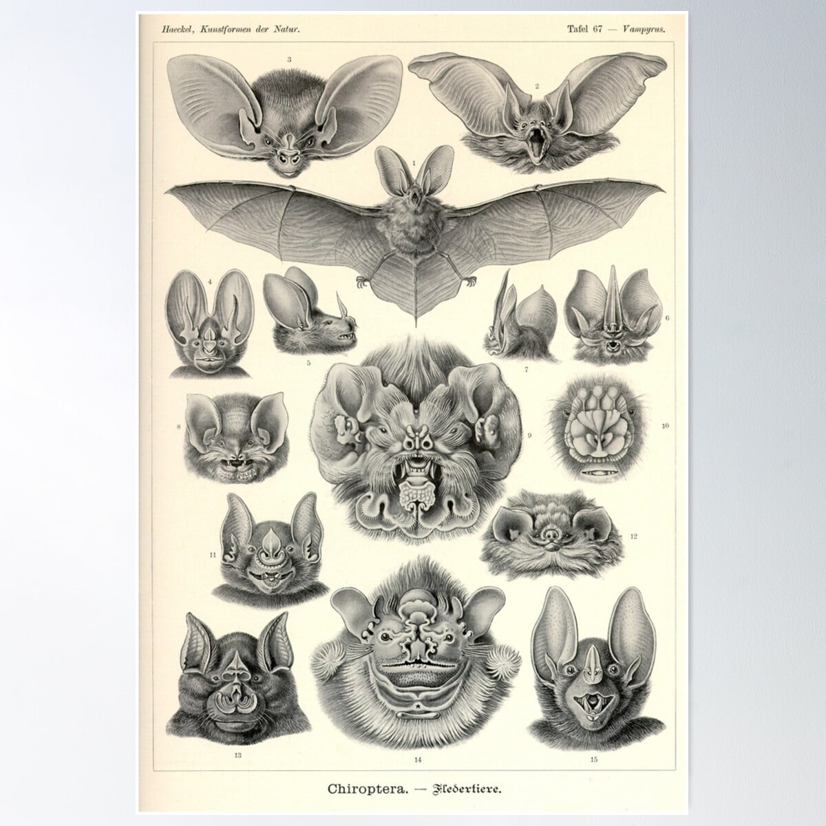 Bats - Ernst Haeckel Poster Wall Art, Modern Wall Decor For Living Room ...