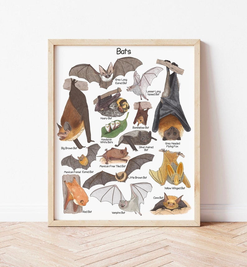 Bats Poster Homeschool Educational Bat Print Charlotte Mason Halloween ...