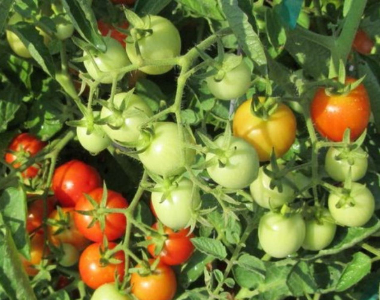 Baxter Early Bush Cherry Tomato Plant - 4" Pot - Heirloom Variety ...