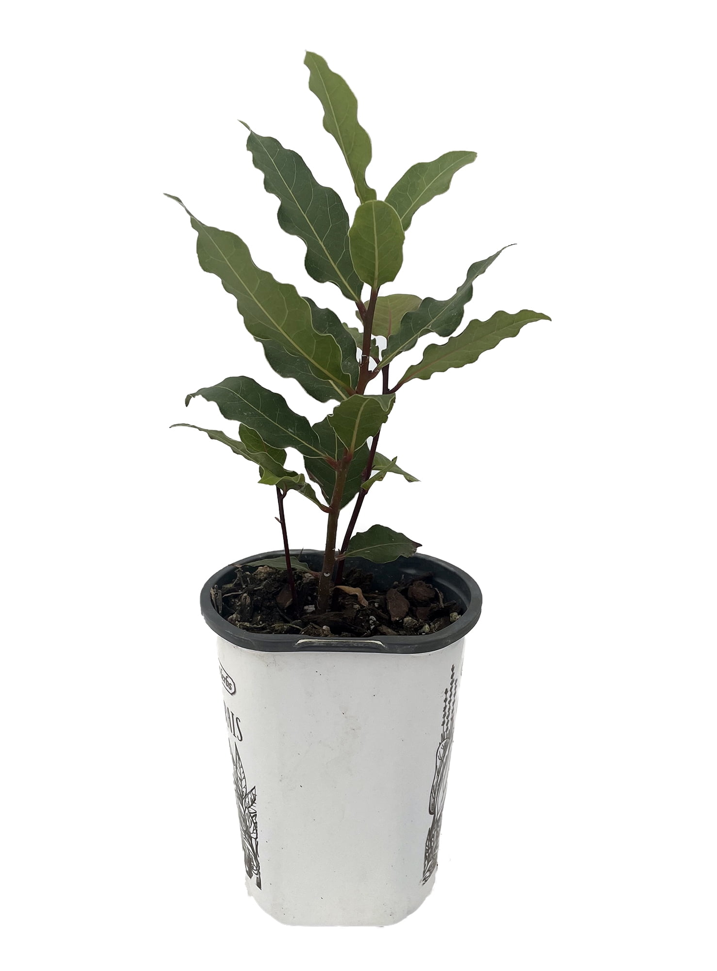 "Bay Laurel Herb - Laurus nobilis - Live Plant for Indoor and Outdoor ...