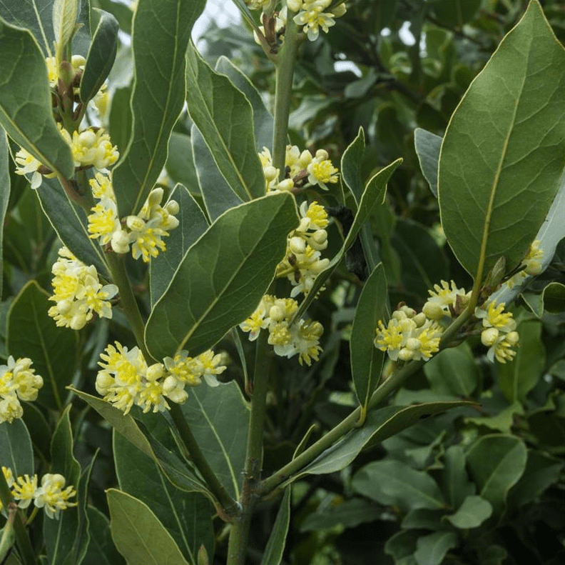 Bay Leaf Plant Live, Laurus Nobilis Bay Laurel Tree for Indoor or ...