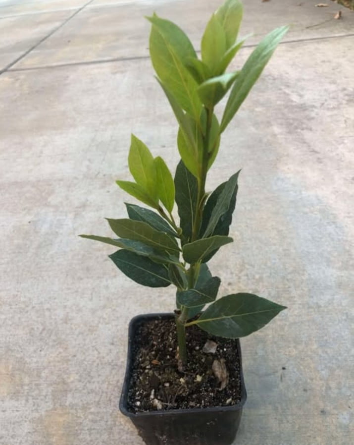 Reimer Bay Leaf Seeds Bay Laurel Tree Seeds - 25 Seeds Laurus Nobilis ...