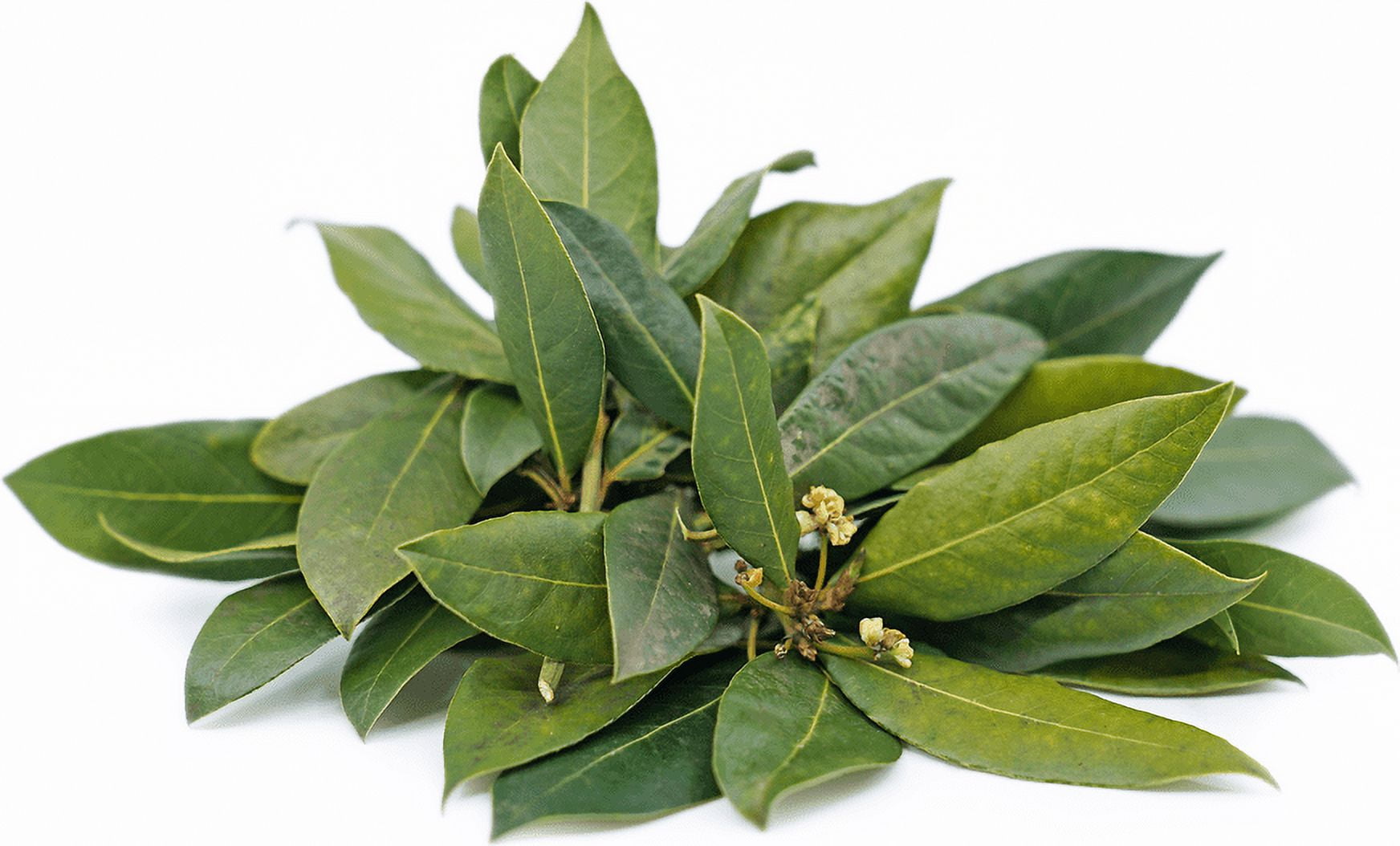 Growing Bay Leaf