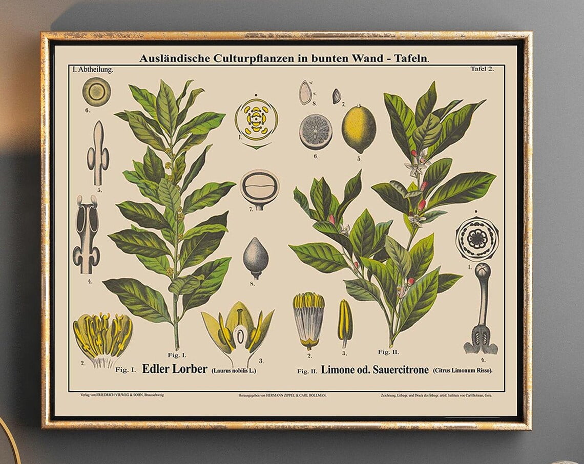 Bay Tree Botanical Lemon Tree Botanical Prints Landscape Botanical Art ...