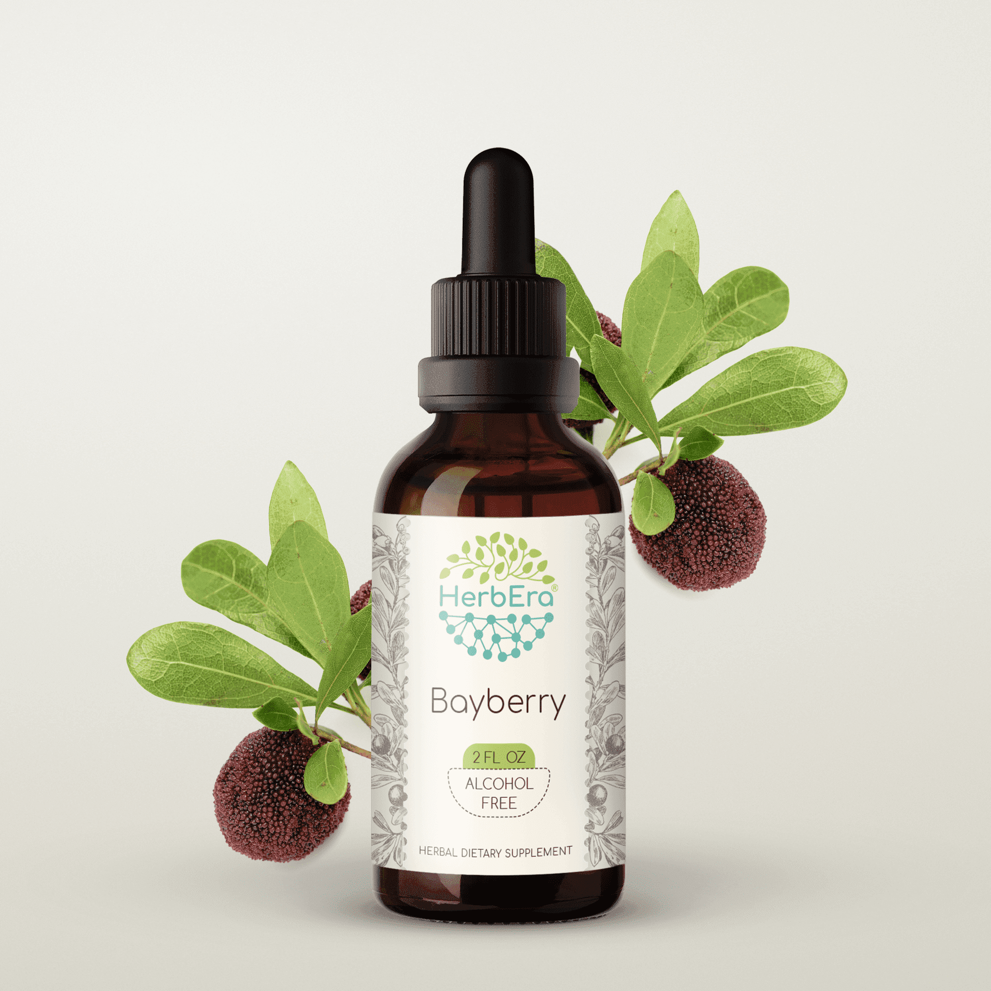 HerbEra Bayberry Tincture, Herbal Dietary Supplement for Immune Support ...