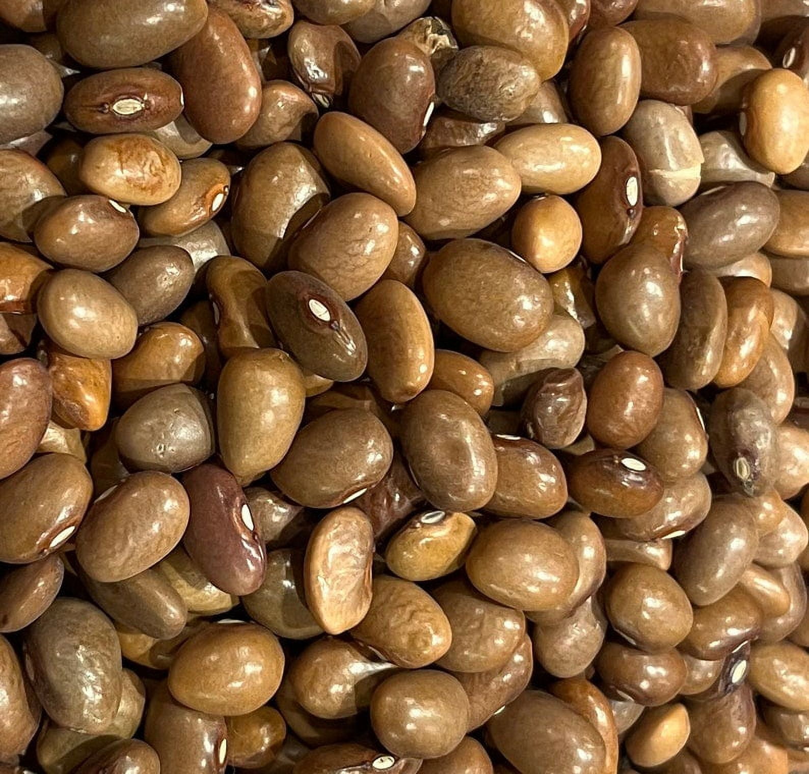 Sherwood's Seeds Bayo Beans Frijoles de Olla II Heirloom Seed Packet ...
